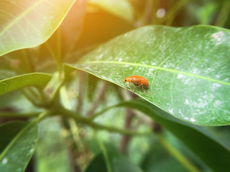 Small ladybug stock image. Image of ladybug, nature, foliage - 98898621