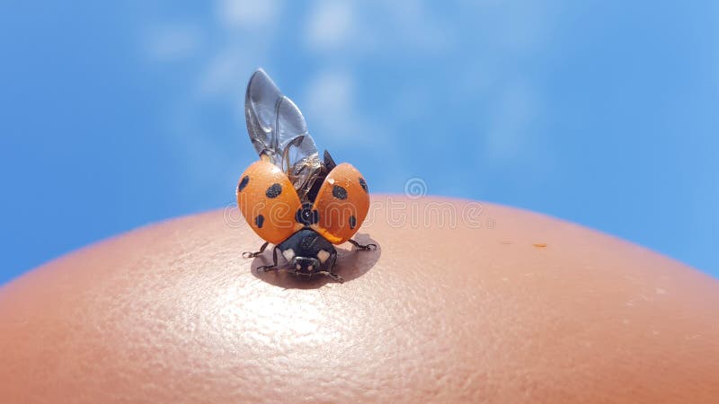 Small Ladybug on Summer Blue Sky Background. Closeup Stock Image ...