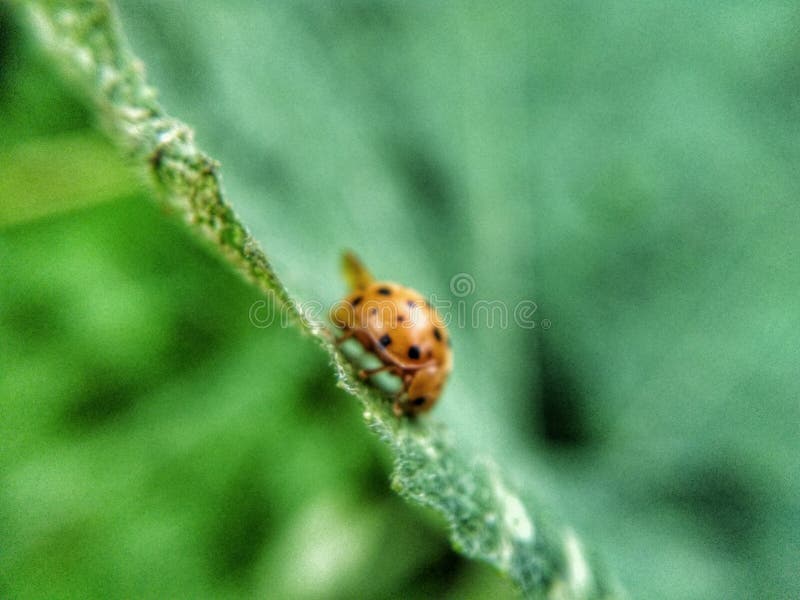 Small Ladybugs on Green Leaves Stock Photo - Image of spider, ladybugs ...