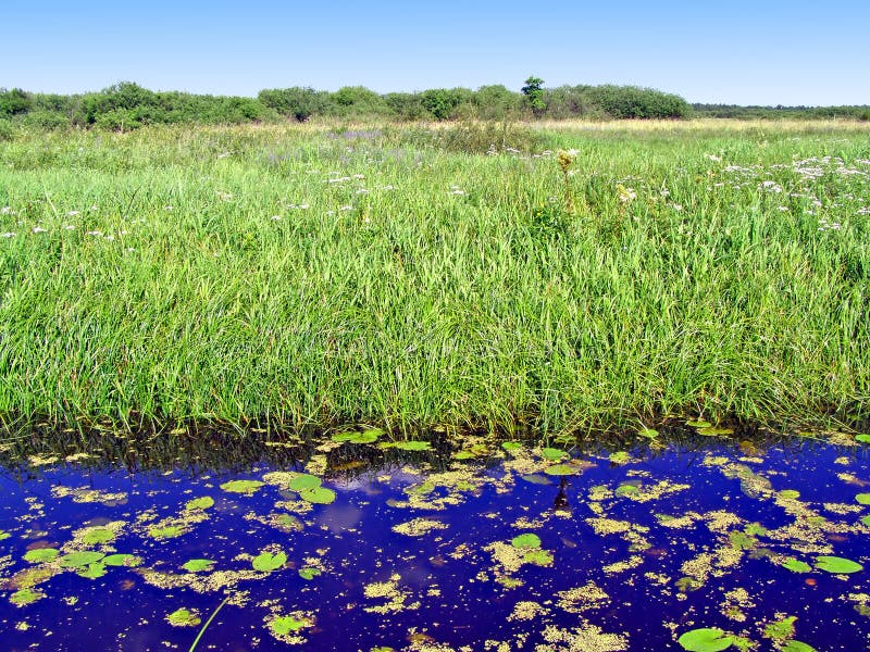 Small lake stock image. Image of ecology, picturesque - 11310933
