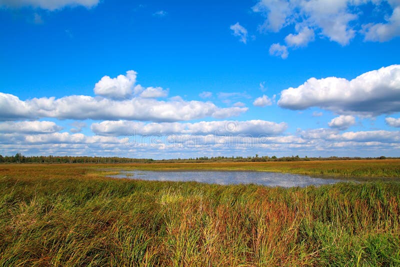 Small lake stock image. Image of green, foliage, leaves - 13272627