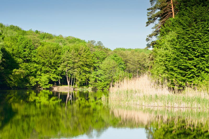 Small lake stock image. Image of pine, water, wood, landscape - 20812257