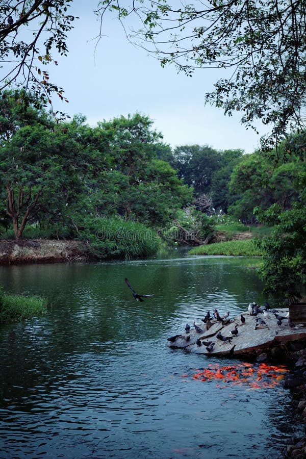 Small Lake stock photo. Image of fish, lake, golden - 137027048