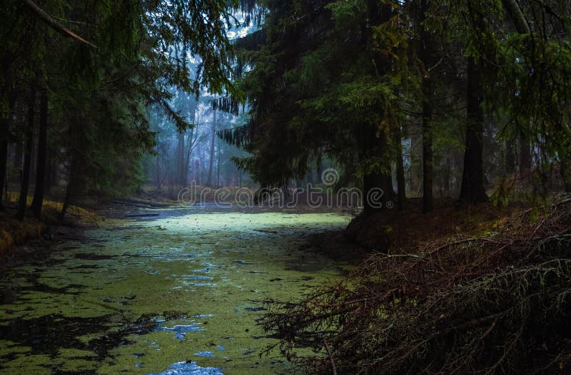 Small lake in deep forest stock photo. Image of small - 178758718