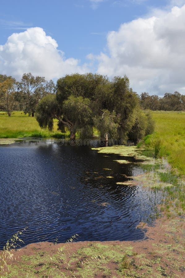Small Lake in Field with Paperbark Trees Stock Photo - Image of meadow ...