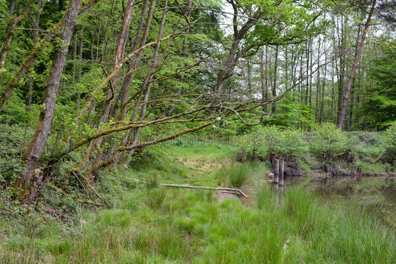 A Small Lake in the Forest with Grass and Trees Stock Image - Image of ...