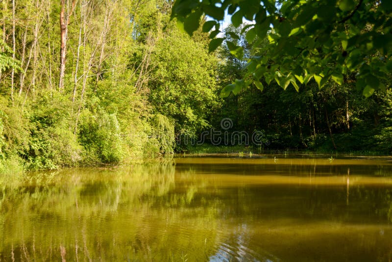 A Small Lake in the Forest with Grass and Trees Stock Image - Image of ...