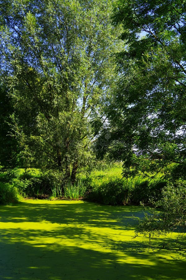Small Lake Full of Algae with Trees on the Shore Stock Image - Image of ...