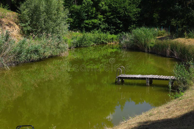 Small Lake with Green Water for Fish Farming Stock Photo - Image of ...