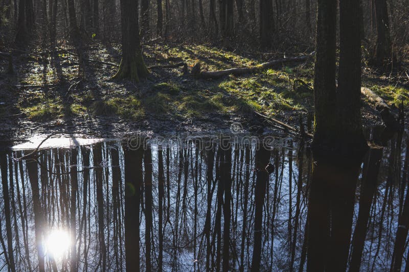 Small Lake in the Middle of the Forest Caused by Beaver Dam Stock Image ...