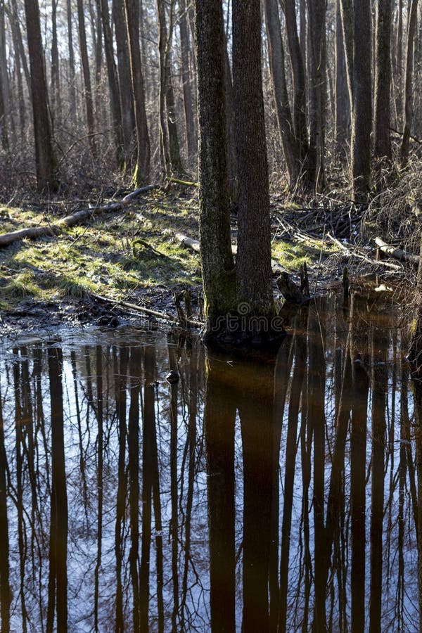 Small Lake in the Middle of the Forest Caused by Beaver Dam Stock Image ...