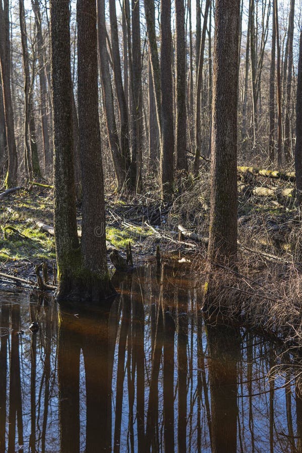 Small Lake in the Middle of the Forest Caused by Beaver Dam Stock Photo ...