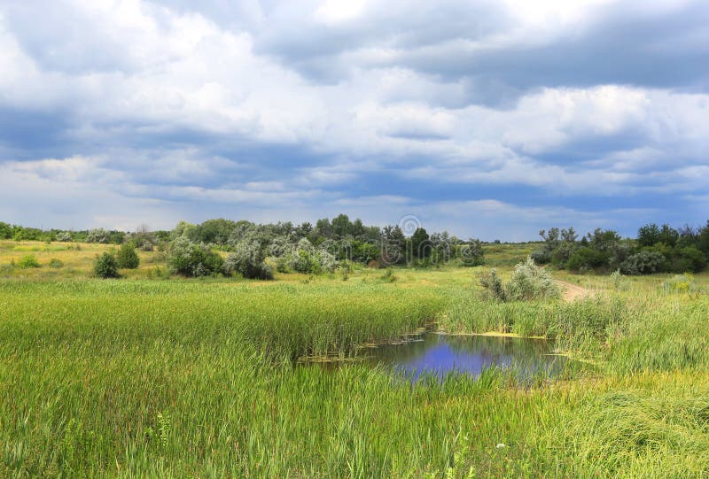 Small lake stock image. Image of fresh, reed, beauty - 14767077