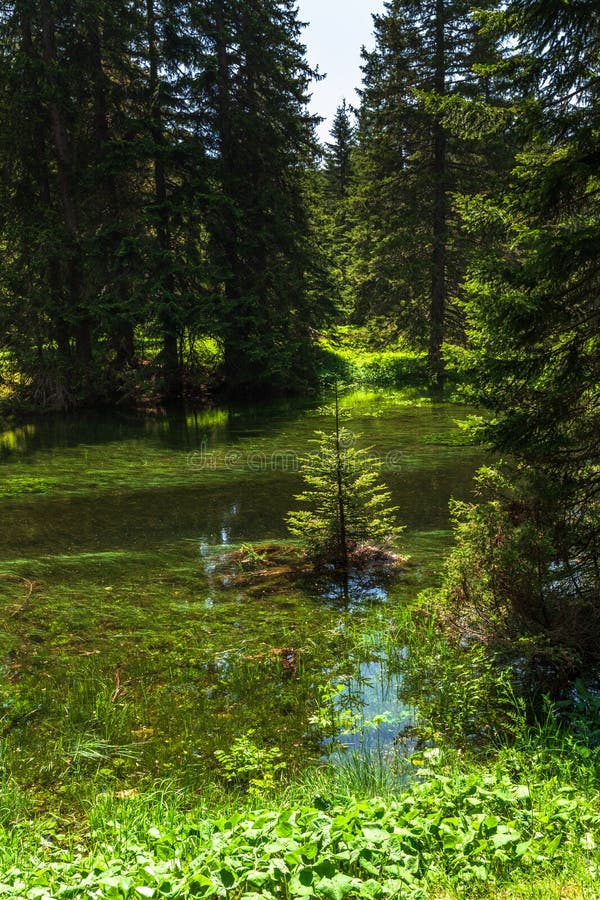 A Small Lake in a Pine Forest Stock Image - Image of lake, sunshine ...