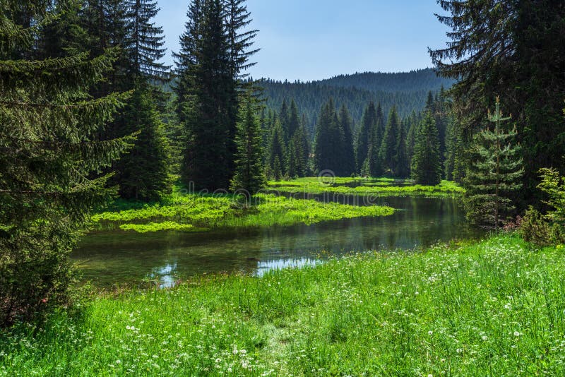 A Small Lake in a Pine Forest Stock Photo - Image of nature, grassplot ...