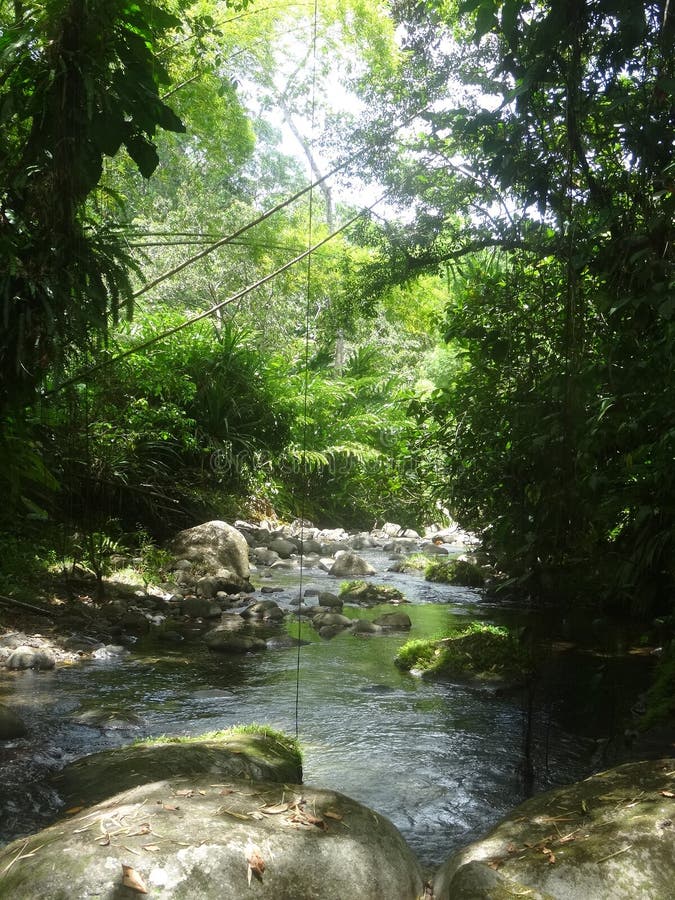 A Small Lake in the Rainforest Stock Image - Image of lush, waterfall ...