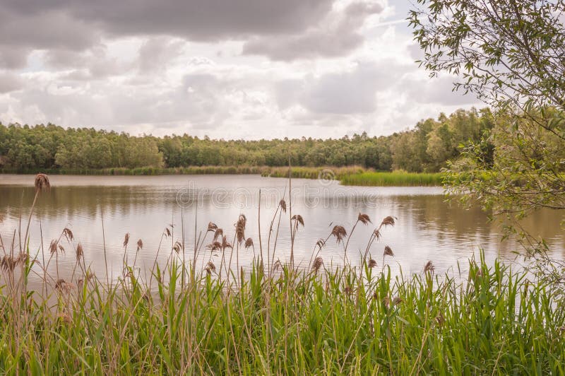 Small Lake with Reed and Trees Stock Image - Image of landscape ...