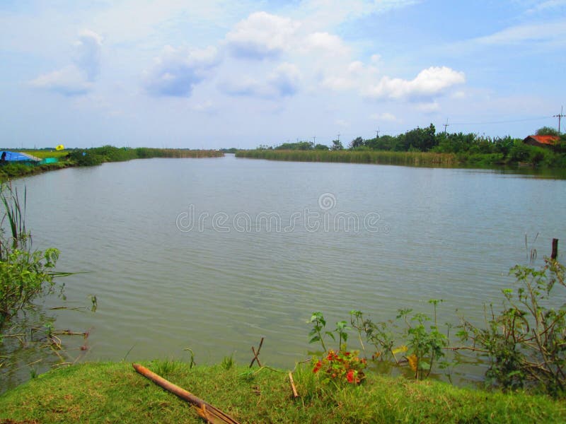 Small lake in the rural stock image. Image of rural - 249447933