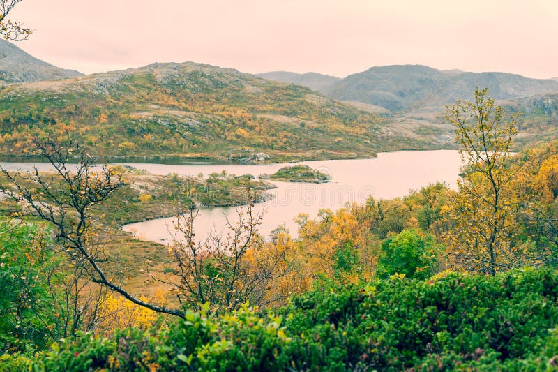 Scottish Highlands Vegetation Stock Image - Image of nature, live: 46920659