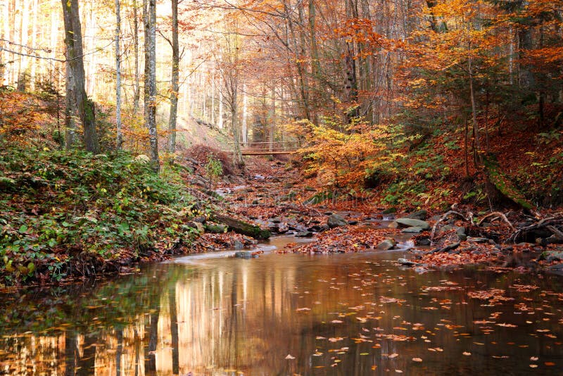 A Small Pond On The Stream In The Autumn Forest Stock Photo - Image of ...