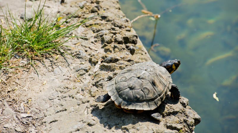 A Small Lake Turtle Resting on a Stone. Stock Image - Image of animal ...