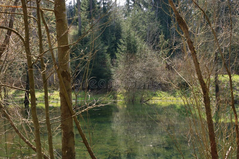 Small Lake in a Wood with Reflections Stock Photo - Image of horizontal ...