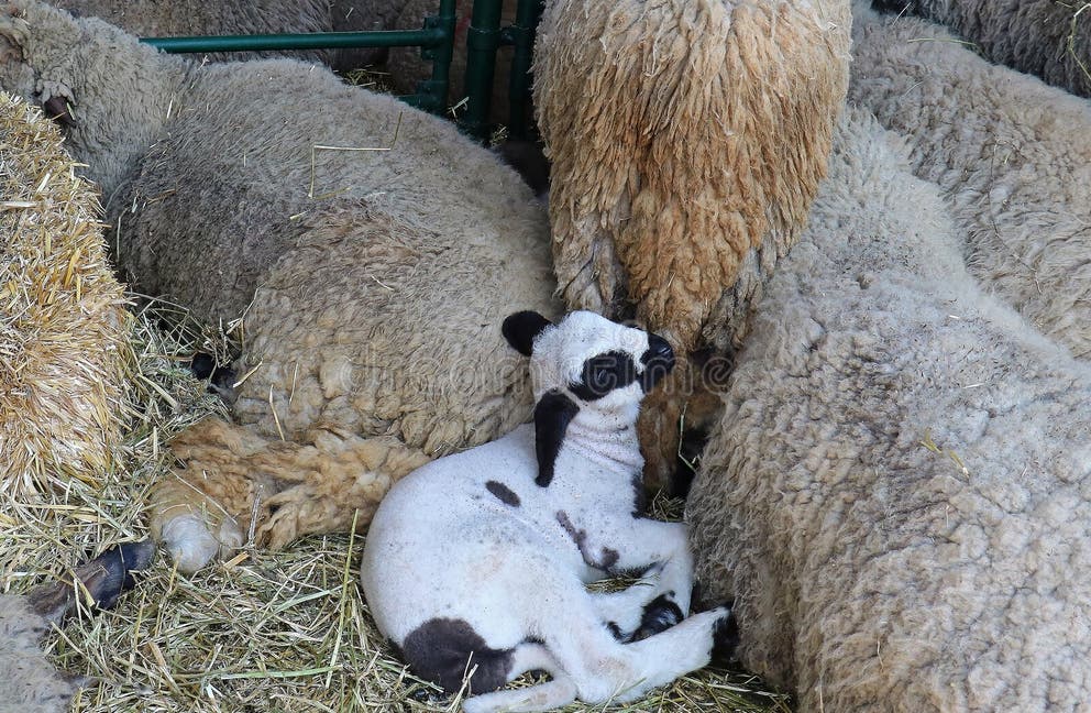 Small lamb inside barn stock image. Image of farm, mammal - 223609685