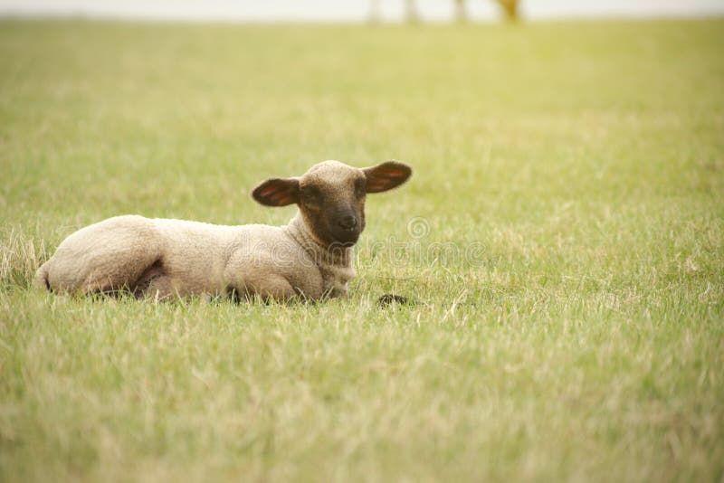 Small Lamb Lying on Meadow Looking Towards the Viewer - Sunny Light ...