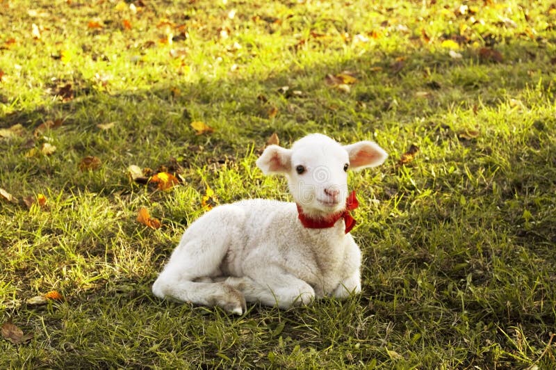 Small Lamb Resting on Grass Stock Image - Image of fluffy, born: 151734767