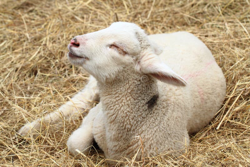 Small lamb is resting stock image. Image of friendly - 91054015