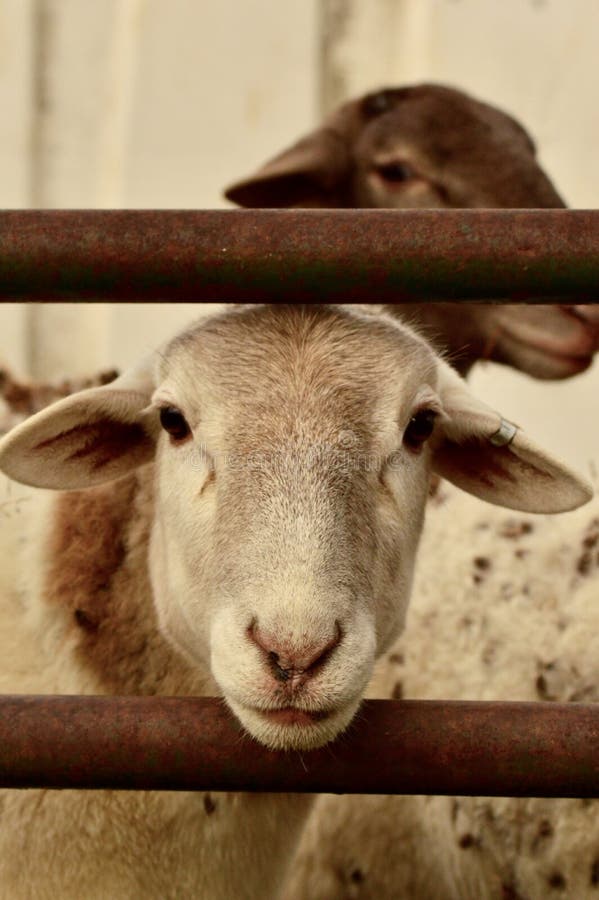 Small lamb stock photo. Image of animal, soft, agriculture - 135022166