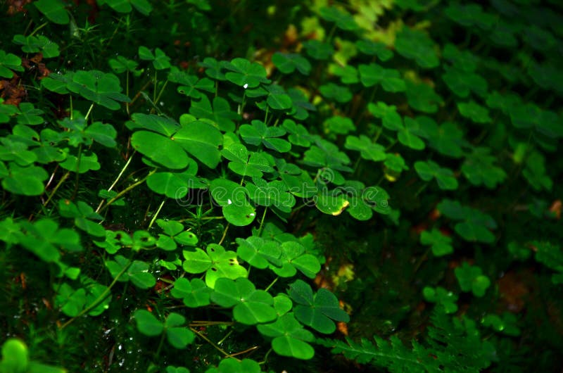 A Small Land in the Forest with Bright Flowering Clover Stock Image ...