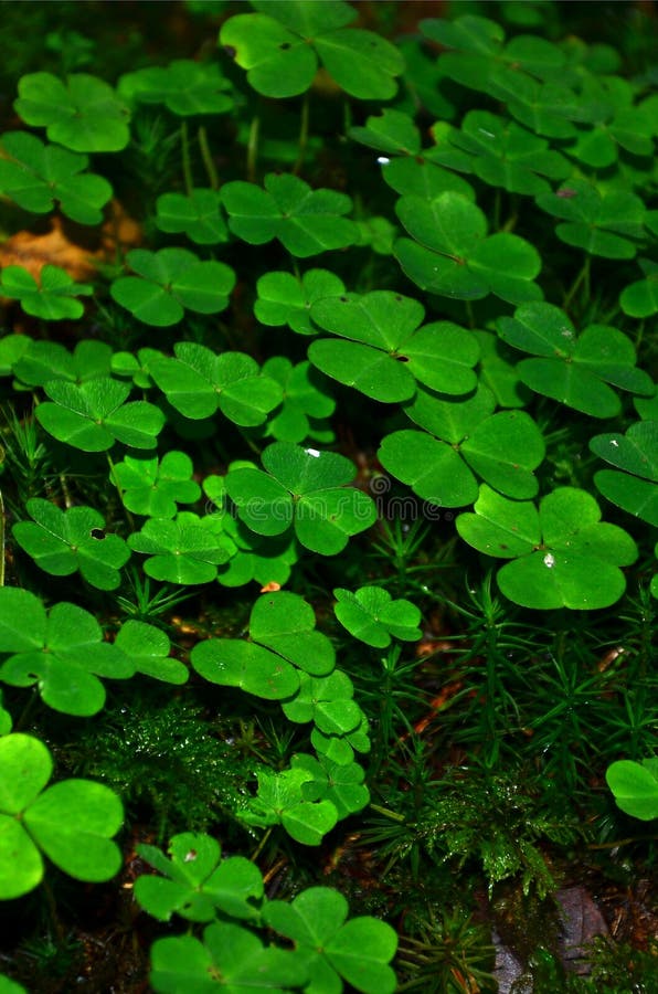 A Small Land in the Forest with Bright Flowering Clover Stock Image ...