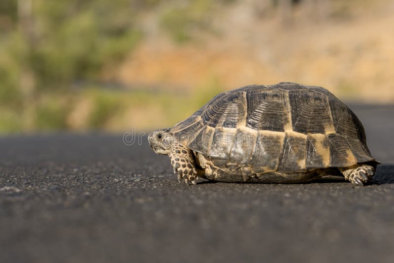 A Small Land Turtle Crosses the Road Stock Image - Image of amphibian ...