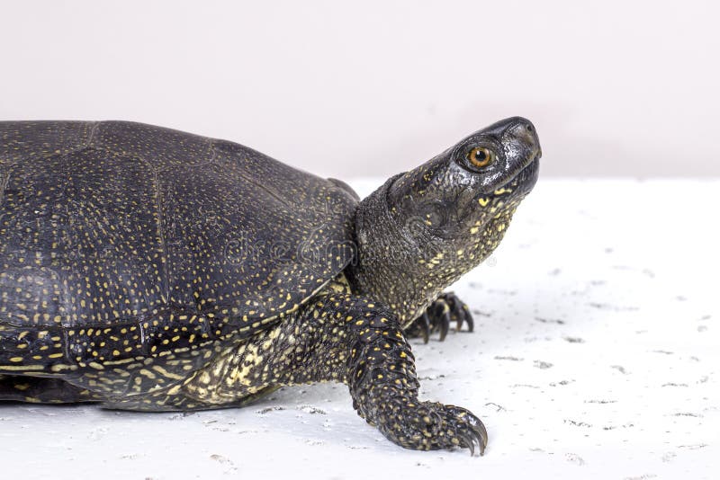 A Small Land Turtle in a Grassy Field with Camomile Flowers Stock Photo ...