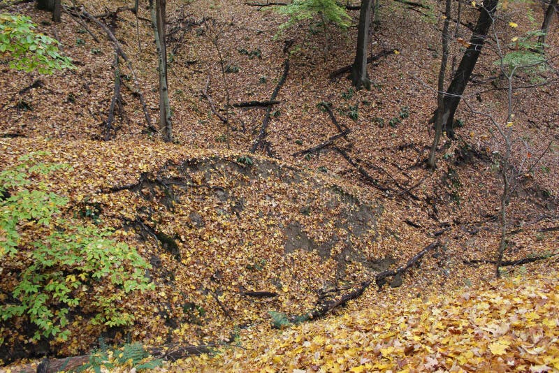 Small Landslide and Scarp in a Forested, Leaf Covered Point at the ...