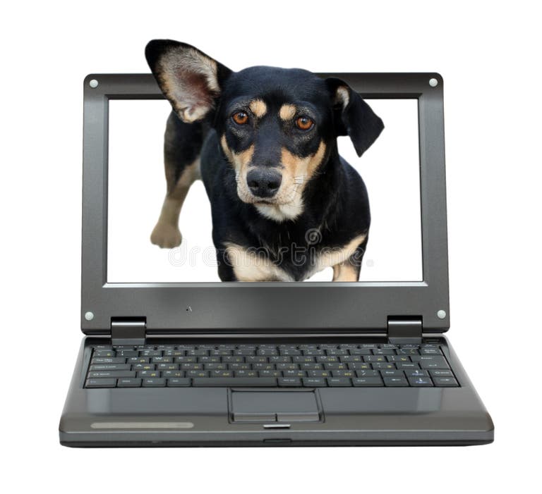 Small laptop with dog stock image. Image of small, telecommunications ...