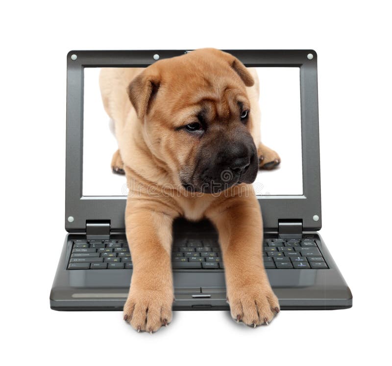 Puppy with laptop computer stock photo. Image of loving - 6605084