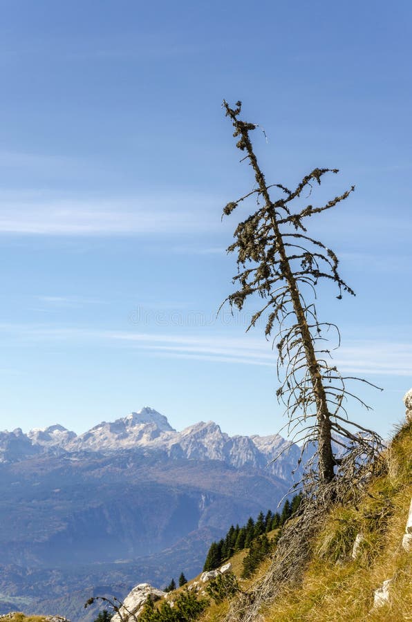 Small Larch Tree with View on Mountains Stock Photo - Image of remote ...