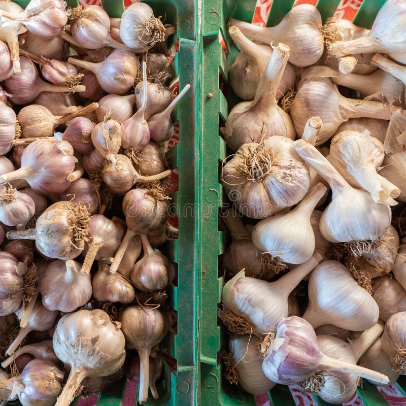 Small and Large Garlic are Sorted into Different Containers, Garlic ...
