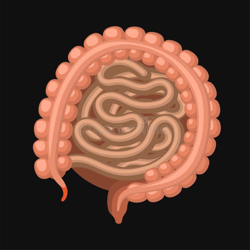 Large Intestine Medical Anatomy Realistic Stock Illustrations – 277 ...