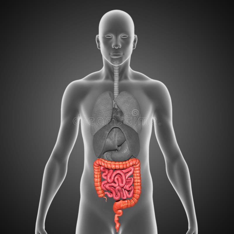 Small and large intestine stock illustration. Illustration of ...