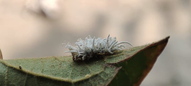Small Larvae and when Large in Size Eat Insects on Ornamental Plants ...