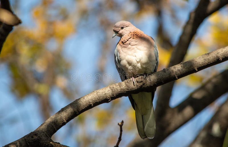 South African Birds - Laughing Dove Stock Photo - Image of south ...
