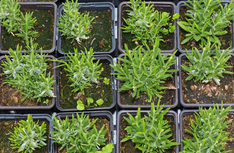 Small Lavender Seedlings in Pots Stock Image - Image of bush, flowers ...