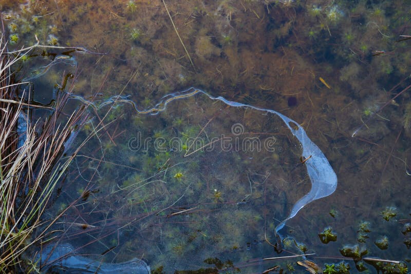 A Small Layer of Ice in a Young Swamp. Frost Stock Image - Image of ...