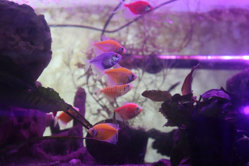 Small Colorful Fish Swim in the Fish Tank Stock Photo - Image of ...