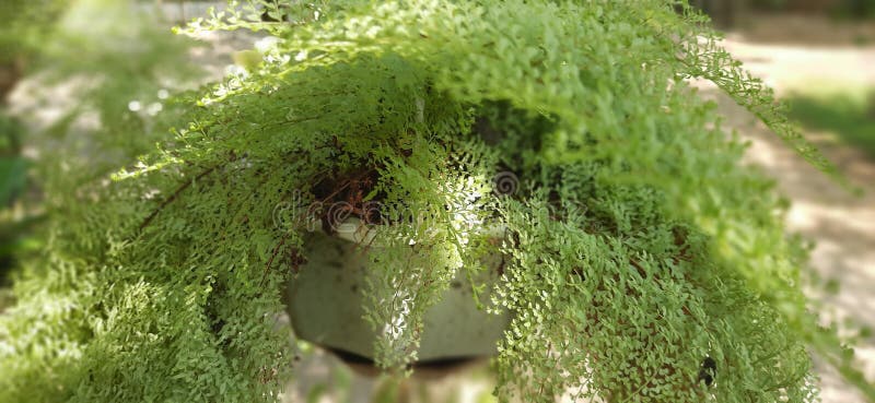 Small Leaf Adiantum Capillus-veneris Plant Stock Image - Image of small ...