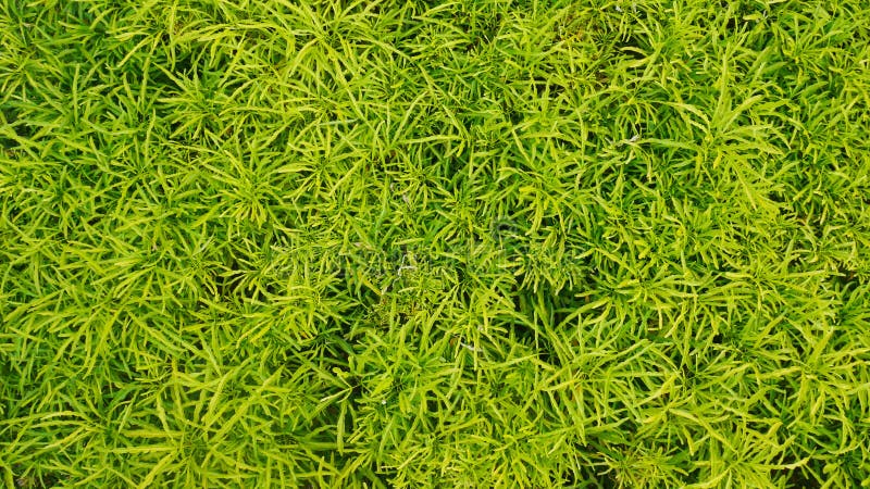 Small leaf for background stock photo. Image of landscape - 114340688