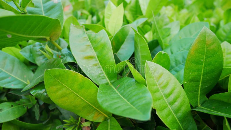 Small leaf for background stock photo. Image of design - 114340924